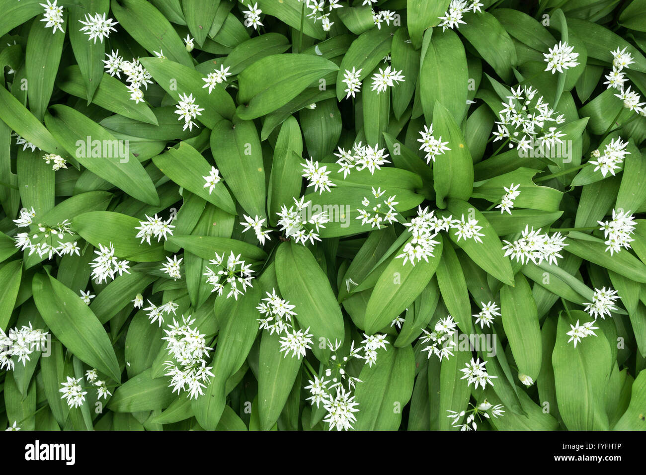 Wild garlic (Allium ursinum) with flowers, Baden-Württemberg, Germany ...