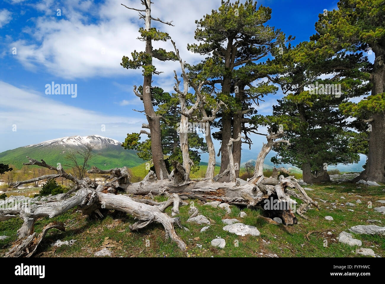 Loricate pine hi-res stock photography and images - Alamy