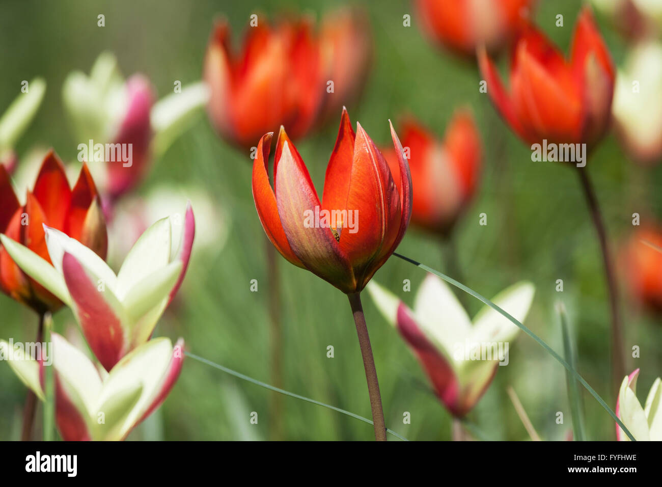 Wild tulips hi-res stock photography and images - Alamy