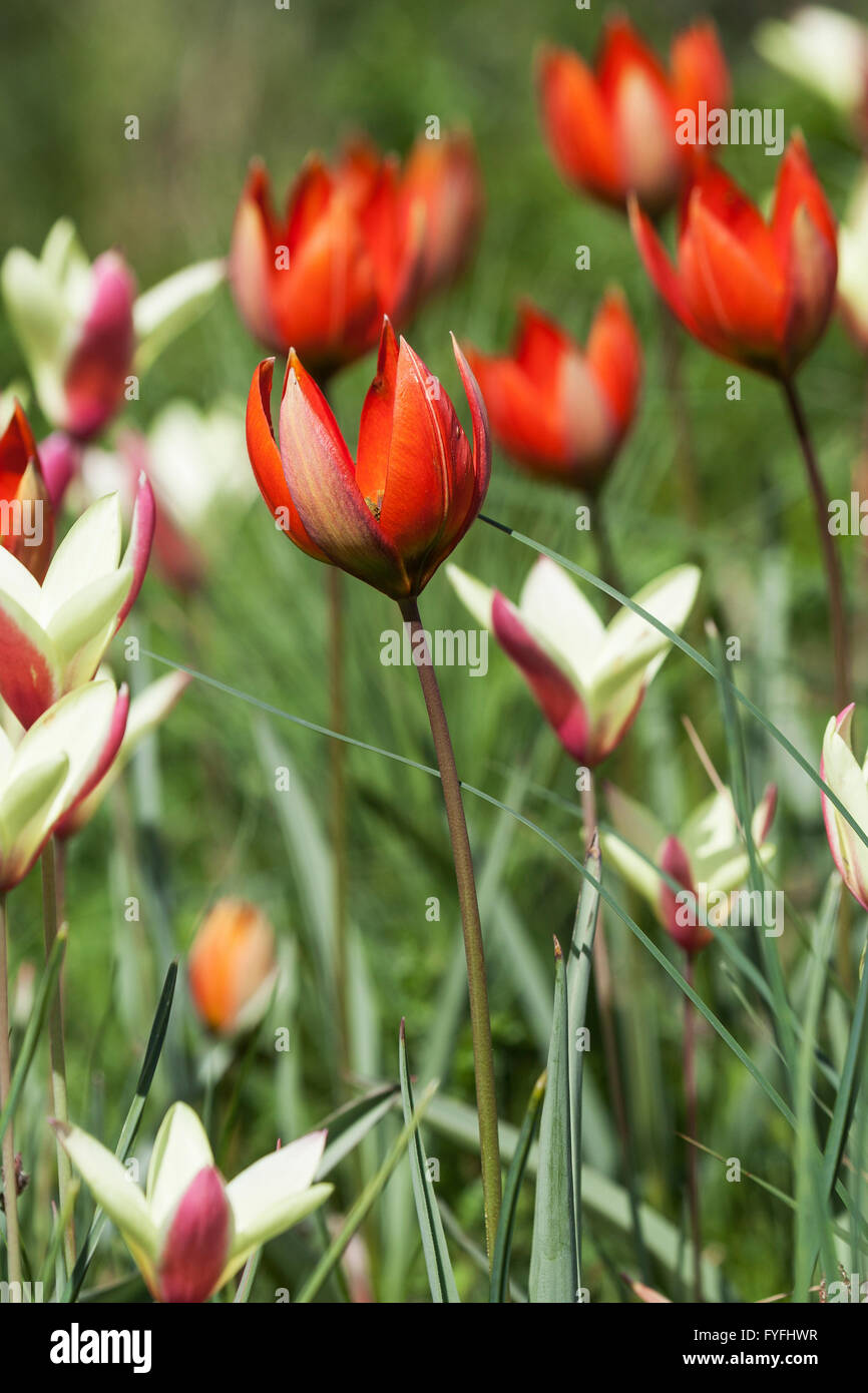 Wild tulips hi-res stock photography and images - Alamy