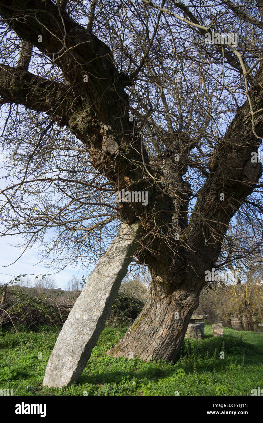 A stone slab supporting a heavy branch of a tree in Arribes National ...