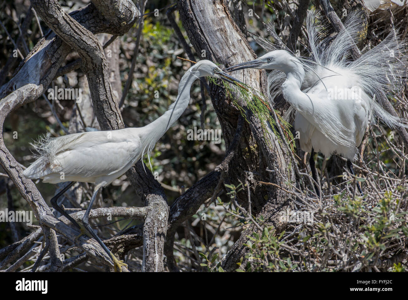 Pair of nesting Little Egrets (Egretta garzetta), Camargue, France ...