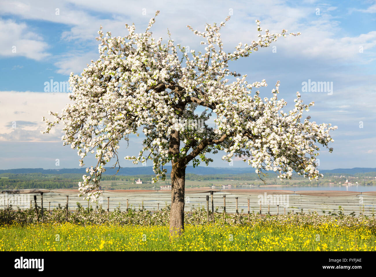 Spring mood with flowering fruit tree, upcoming thunderstorm, near ...