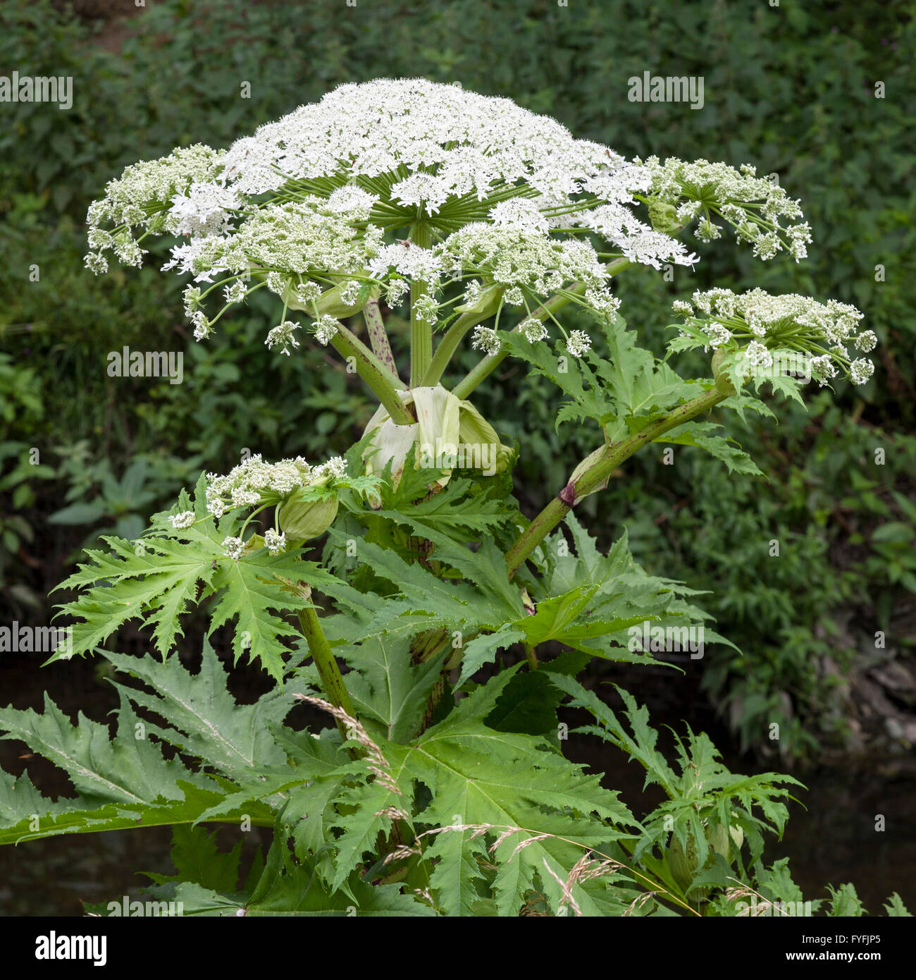 Giant hogweed (Heracleum mantegazzianum), Ruhr district, North Rhine ...