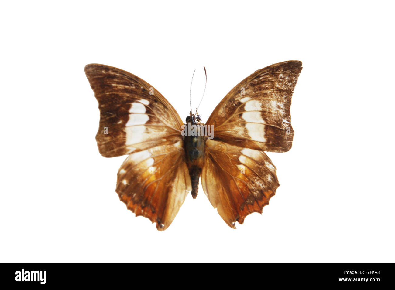 Butterfl wing pattern hi-res stock photography and images - Alamy