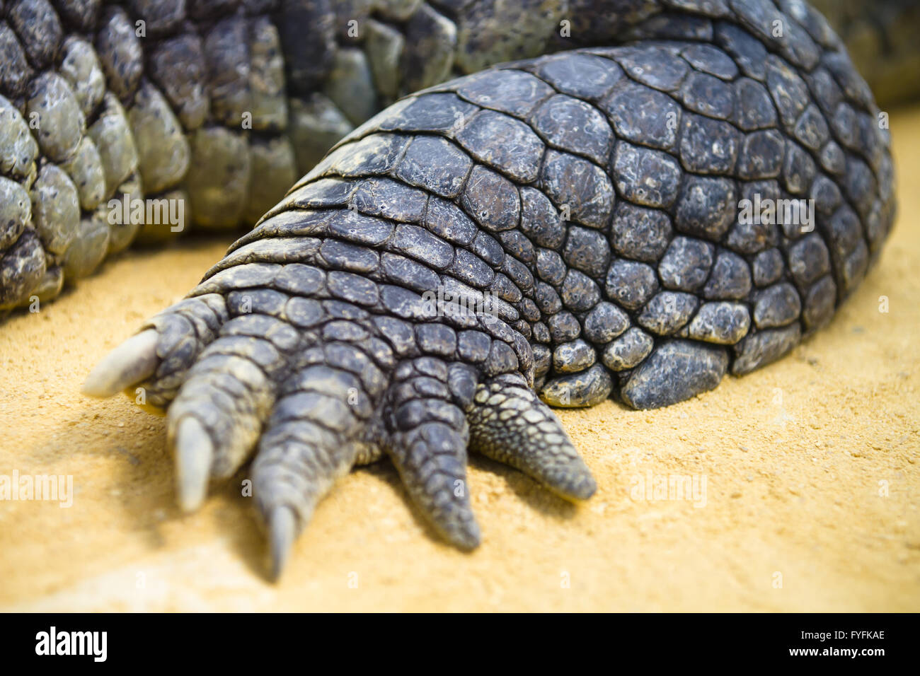 crocodile resting with claw details Stock Photo - Alamy