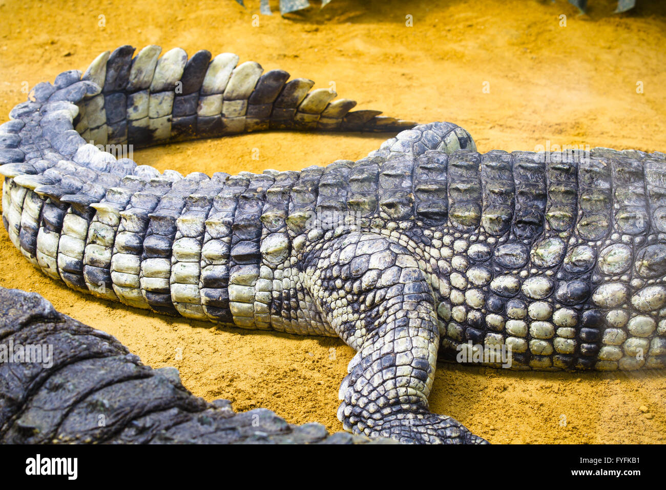 Crocodile, skin details Stock Photo - Alamy