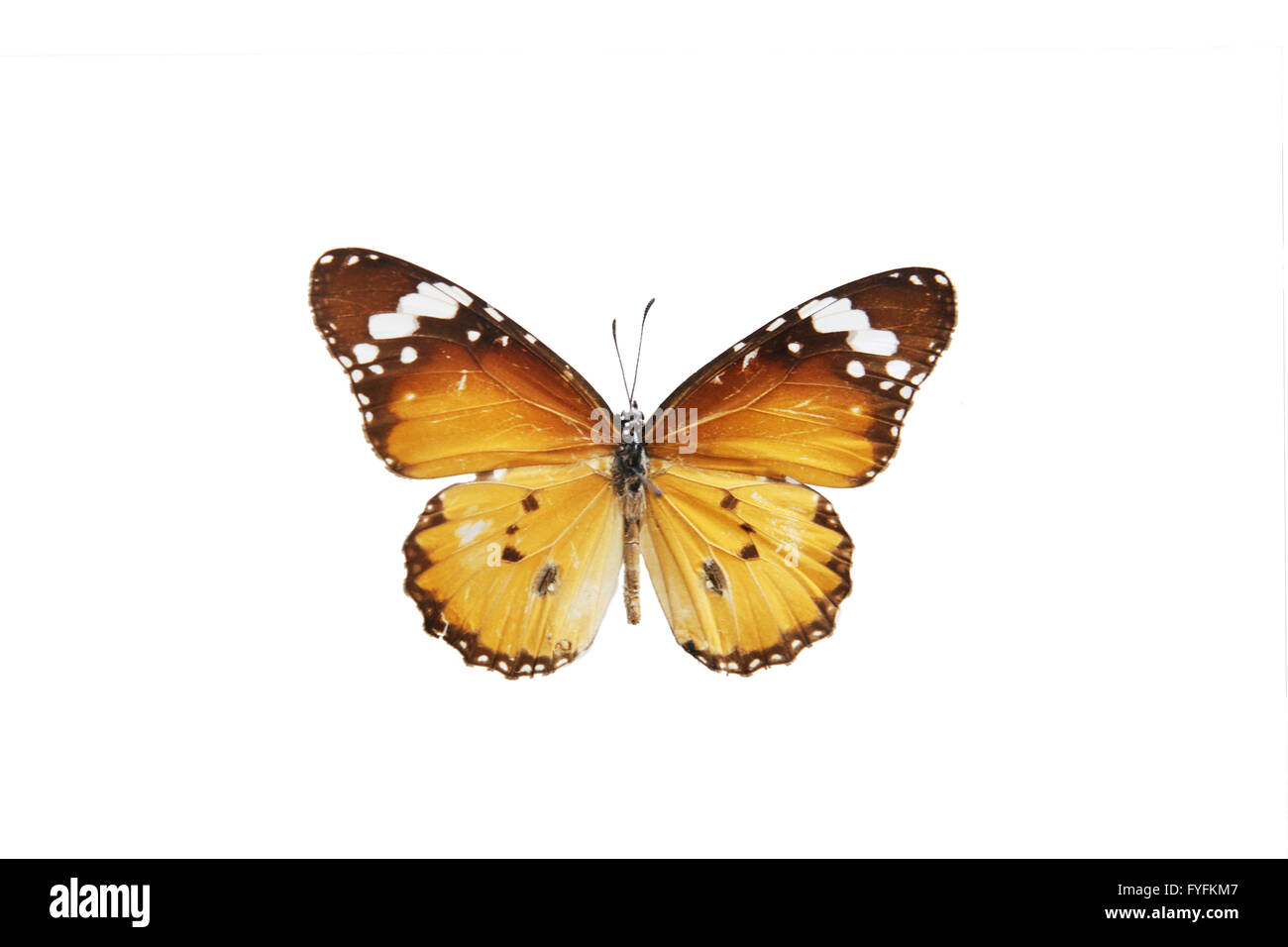 Flutter wing Cut Out Stock Images & Pictures - Alamy