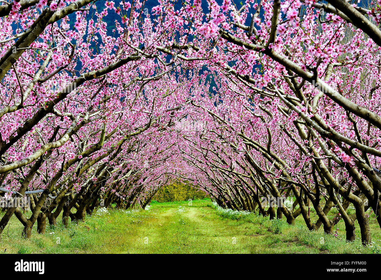 Italy Campania Teano Spring flowering of fruit trees - peach orchard ...