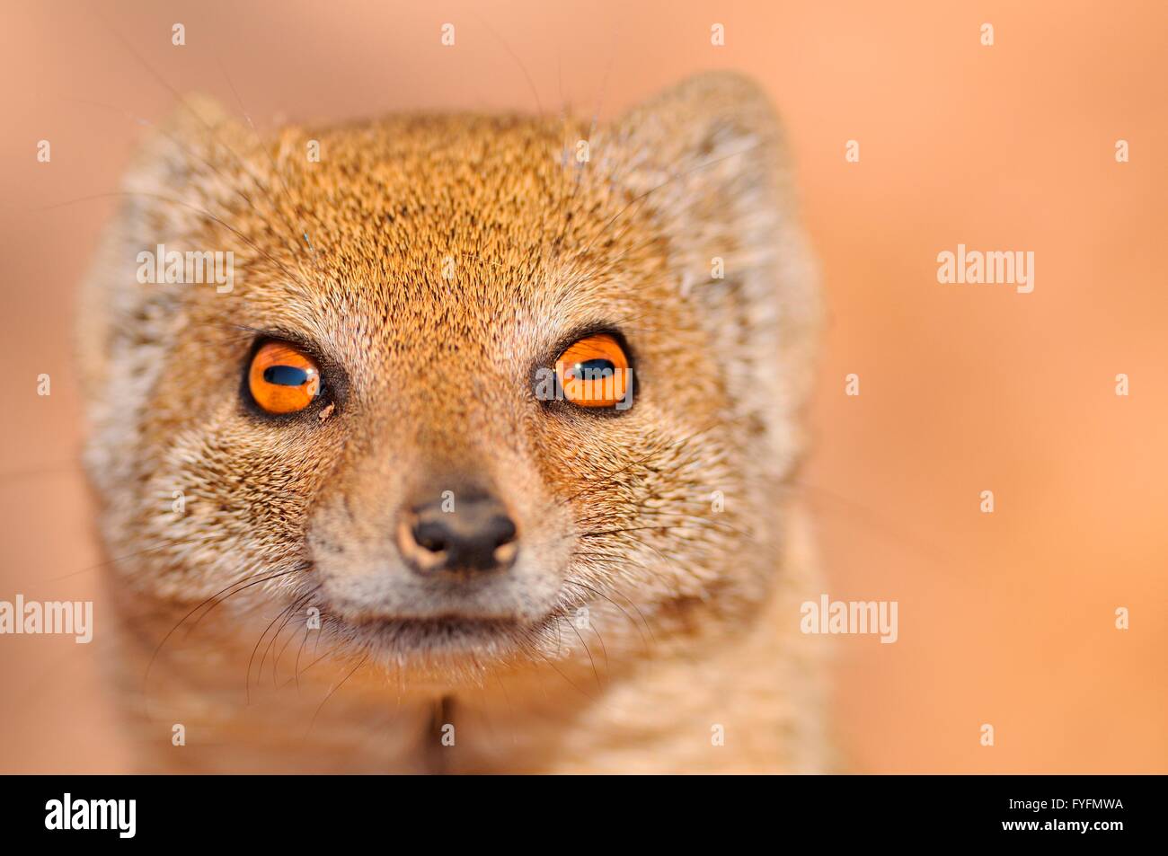 Yellow Mongoose (Cynictis penicillata), portrait, Kgalagadi ...