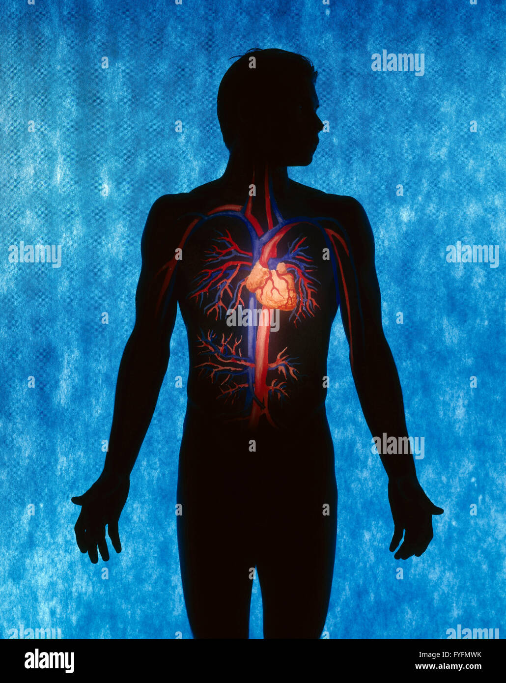 Blood circulation hi-res stock photography and images - Alamy
