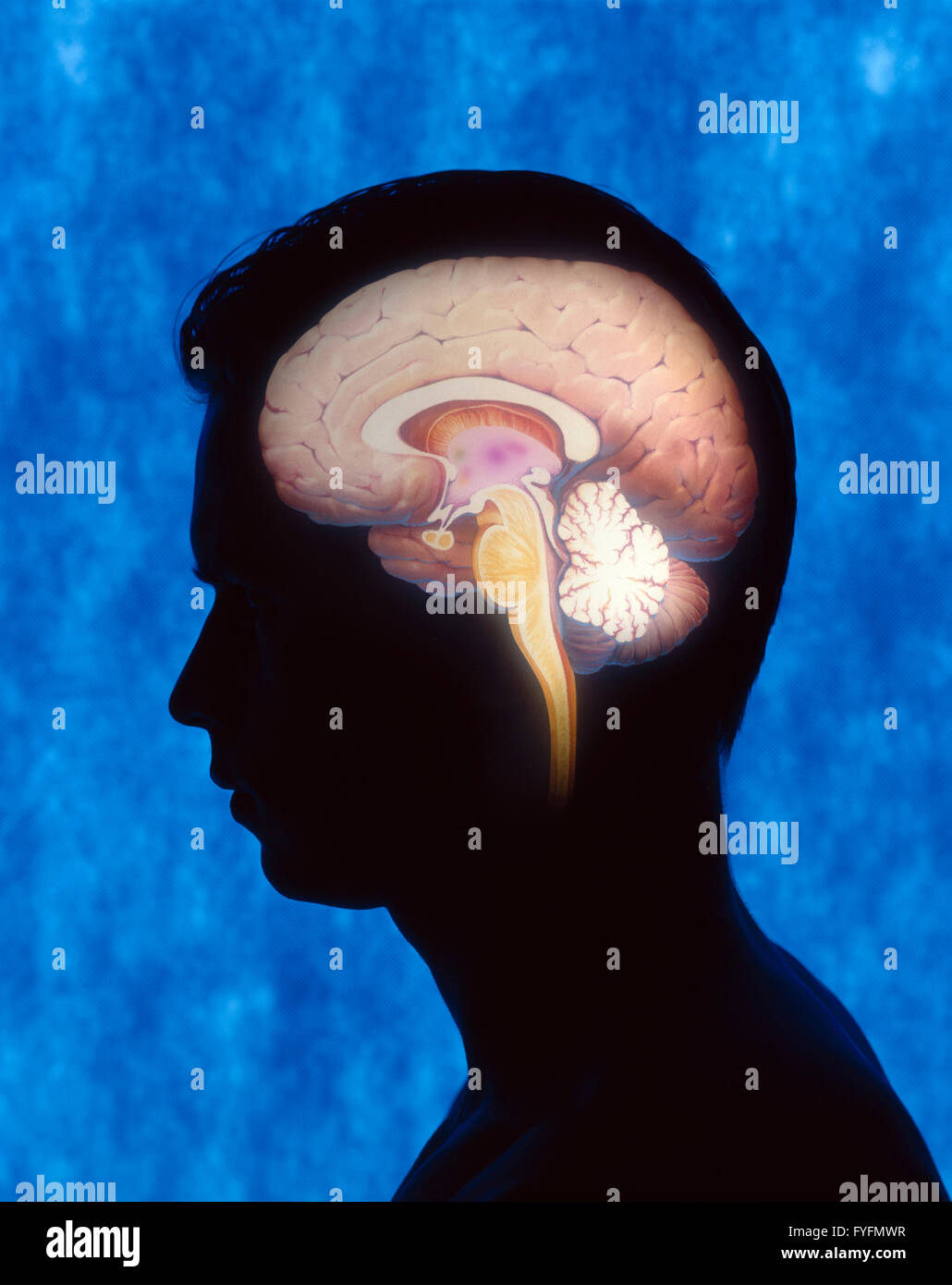 Human brain photograph hi-res stock photography and images - Alamy