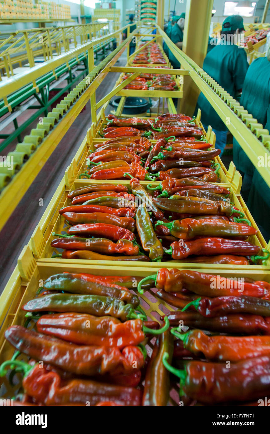 fresh peppers on a conveyor belt in a greenhouse. Photographed in ...