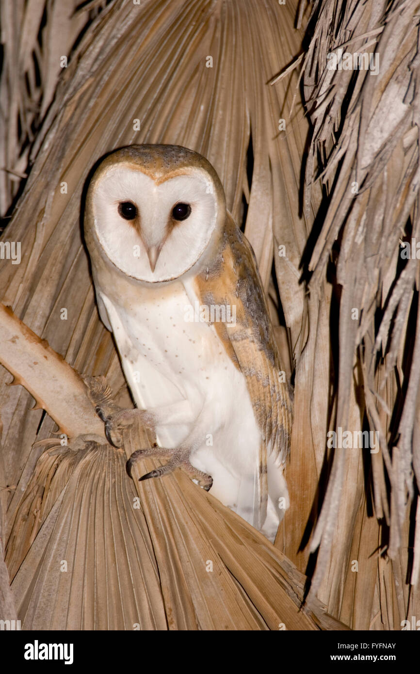 Barn Owl (Tyto alba) on a Palm tree at night, Hefer valley, Israel ...