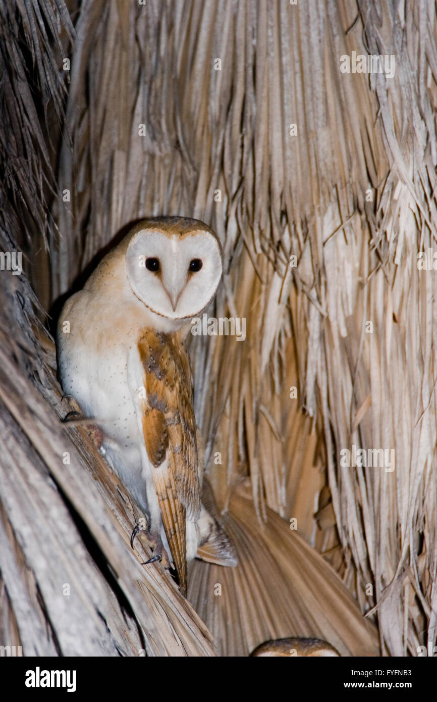 Barn Owl (Tyto alba) on a Palm tree at night, Hefer valley, Israel ...
