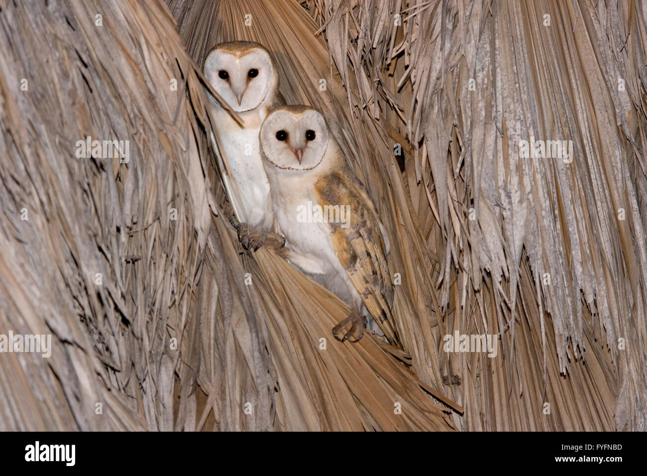Barn Owl (Tyto alba) 2 on a Palm tree at night, Hefer valley, Israel ...