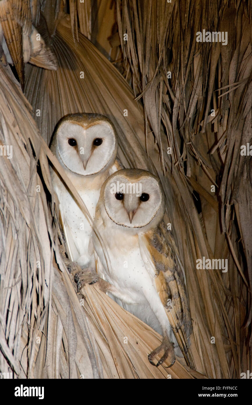 Barn Owl (Tyto alba) 2 on a Palm tree at night, Hefer valley, Israel ...