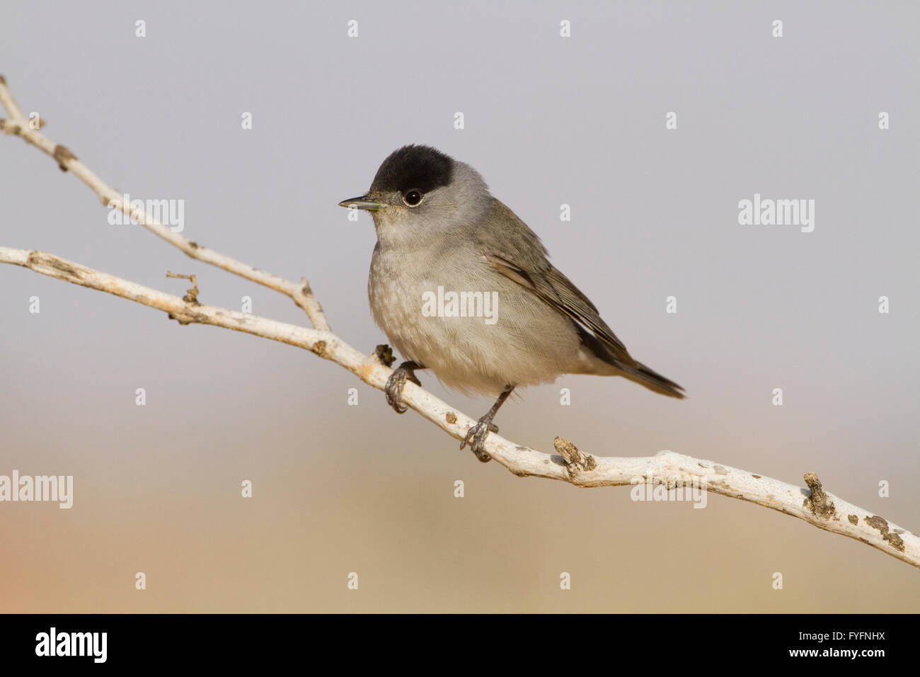 Black cap warbler hi-res stock photography and images - Alamy