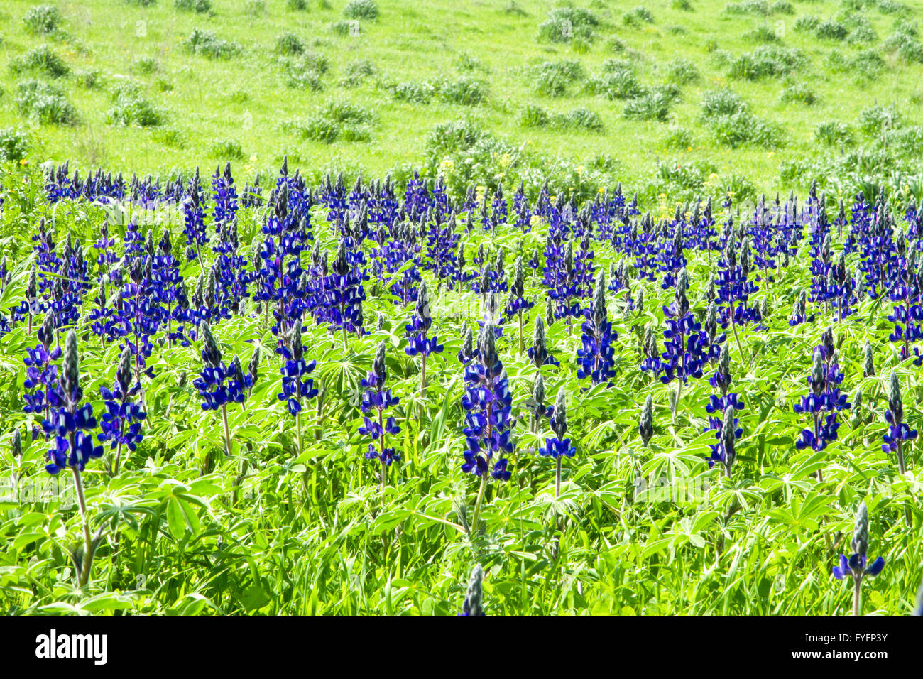 Lupinus pilosus plant hi-res stock photography and images - Alamy