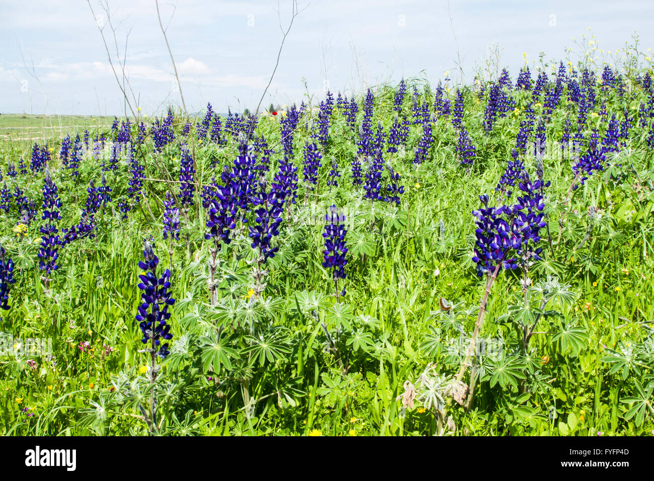Blue Lupine (lupinus pilosus) spring flowering, north Israel Stock ...
