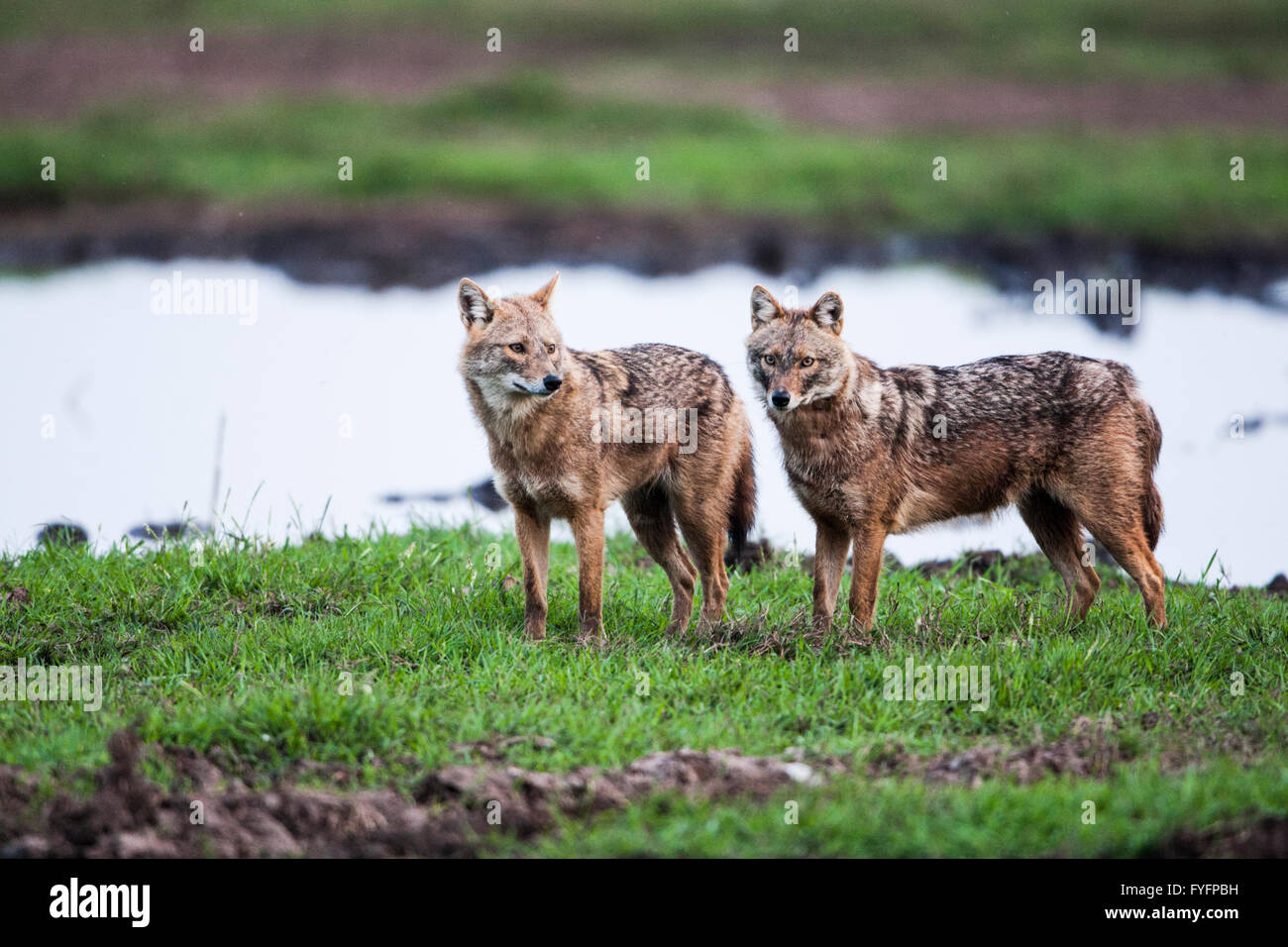 Golden Jackal (Canis aureus), also called the Asiatic, Oriental or ...