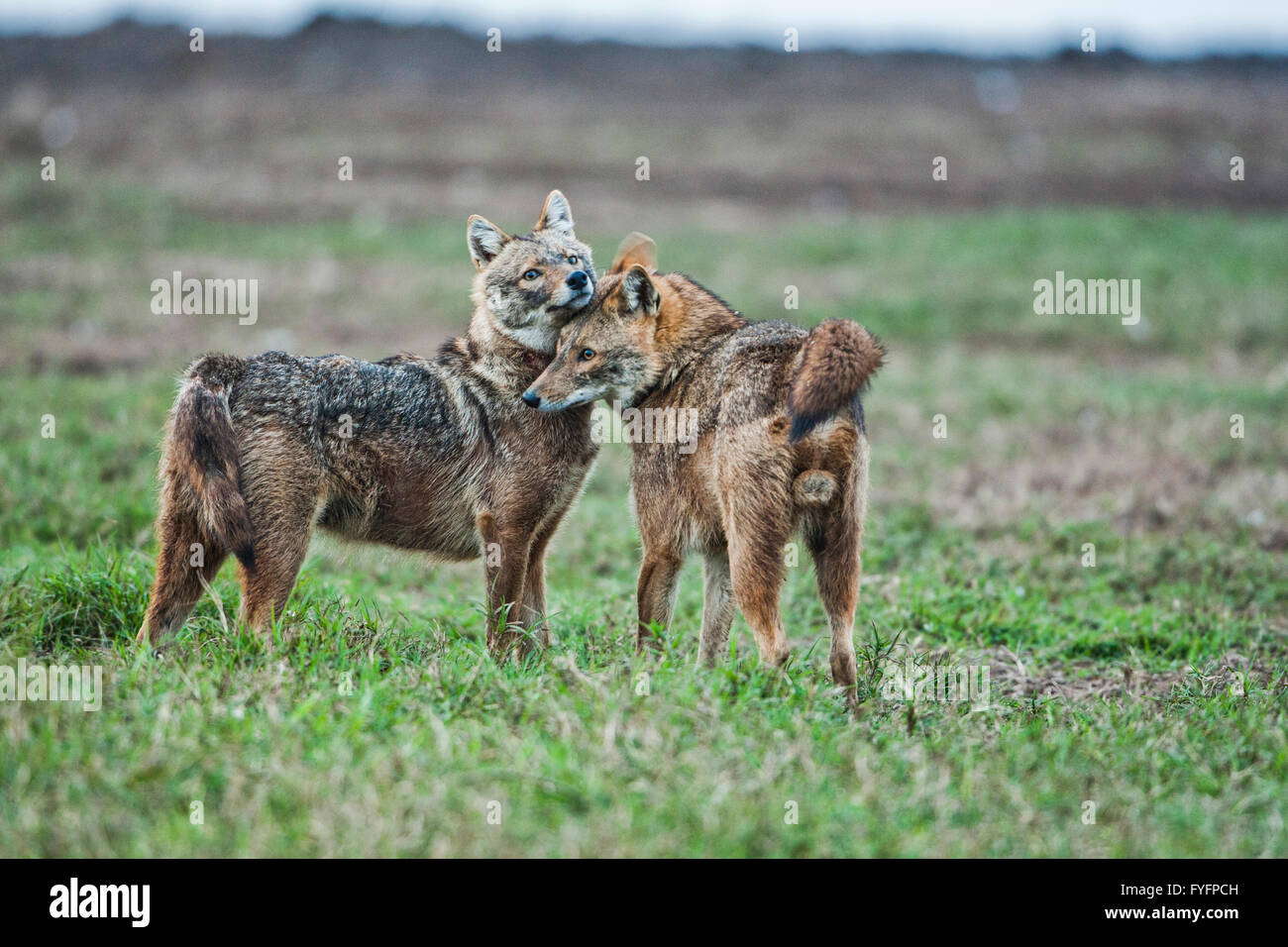 Golden Jackal (Canis aureus), also called the Asiatic, Oriental or ...