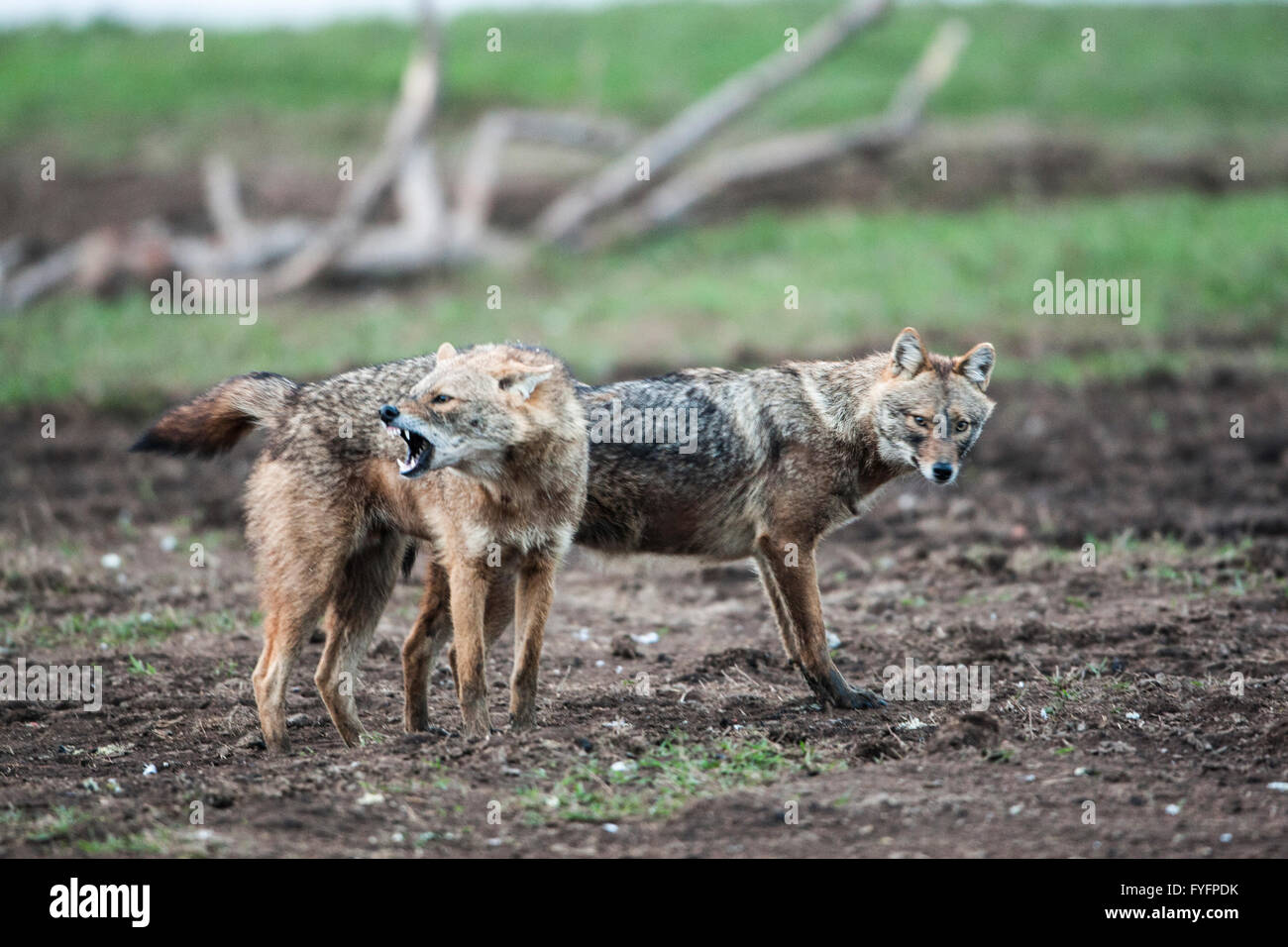 Golden Jackal (Canis aureus), also called the Asiatic, Oriental or ...