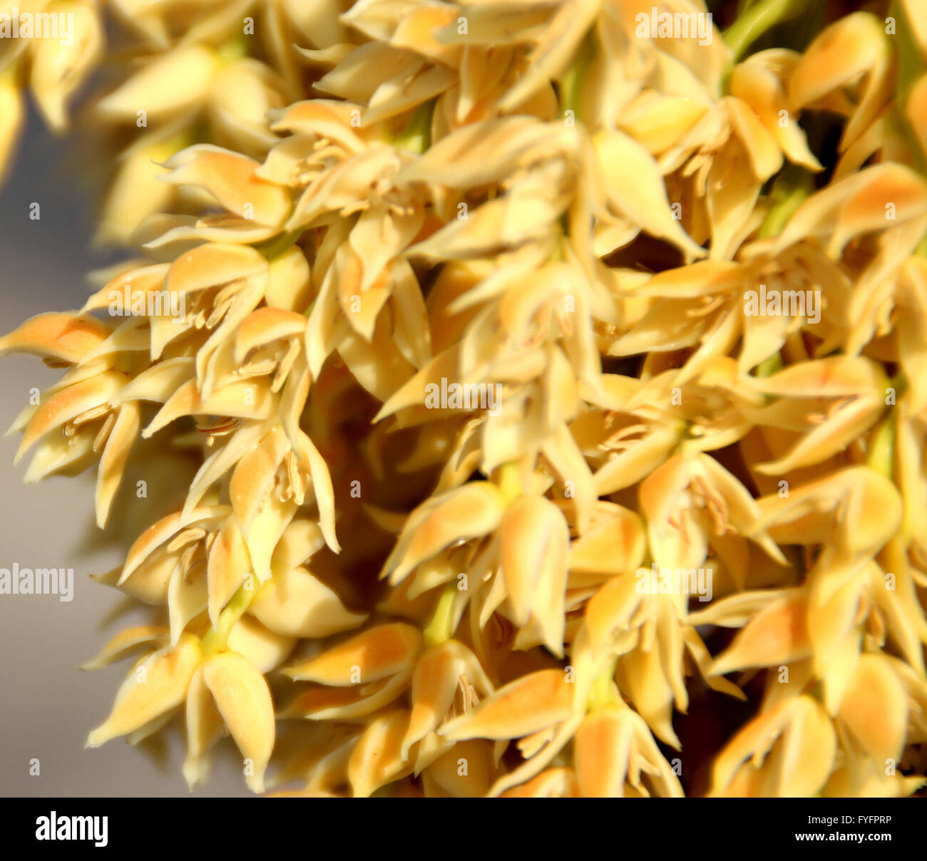 Phoenix roebelenii, Pygmy date palm, small to medium sized slow growing ...