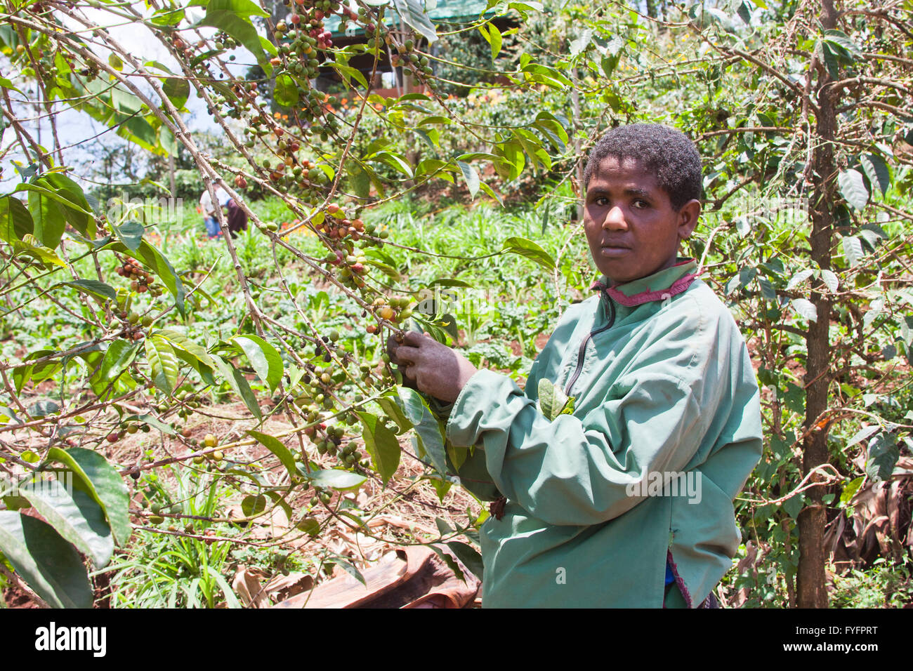 Kenya coffee plantation hi-res stock photography and images - Alamy