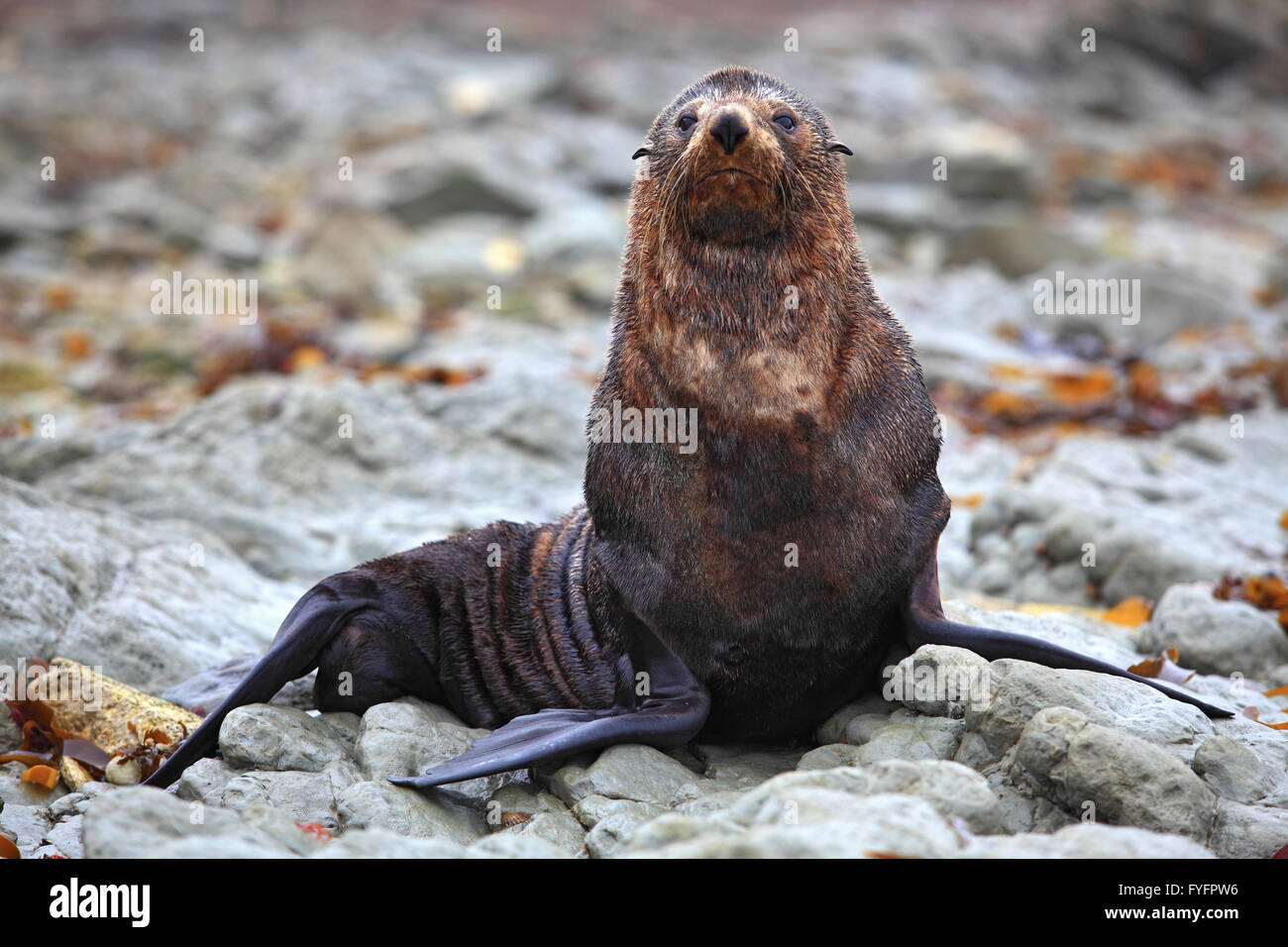 wild seal at Seal colony in Kaikoura New Zealand Stock Photo - Alamy