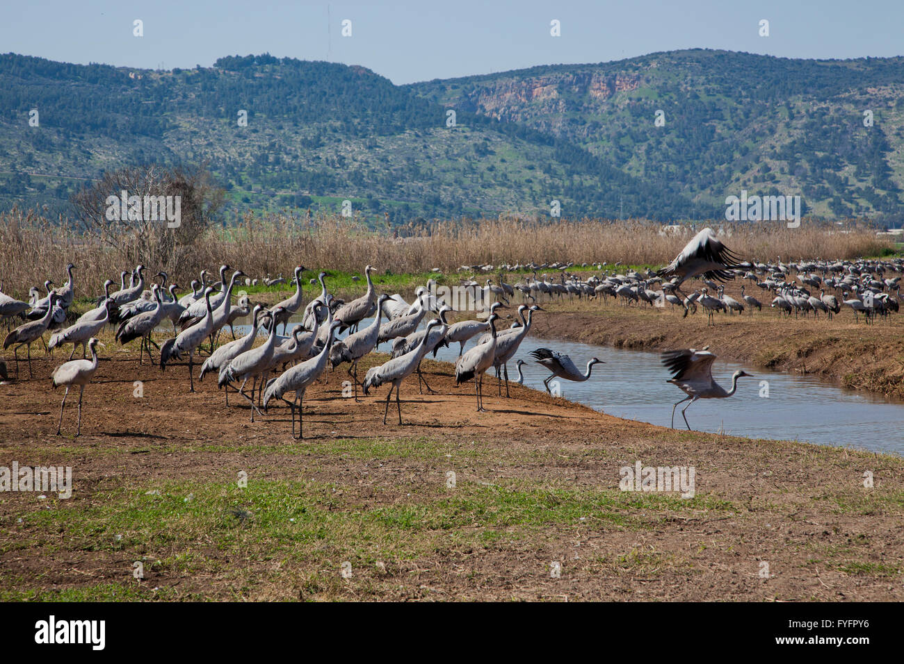 Migratory birds in wetlands hi-res stock photography and images - Alamy