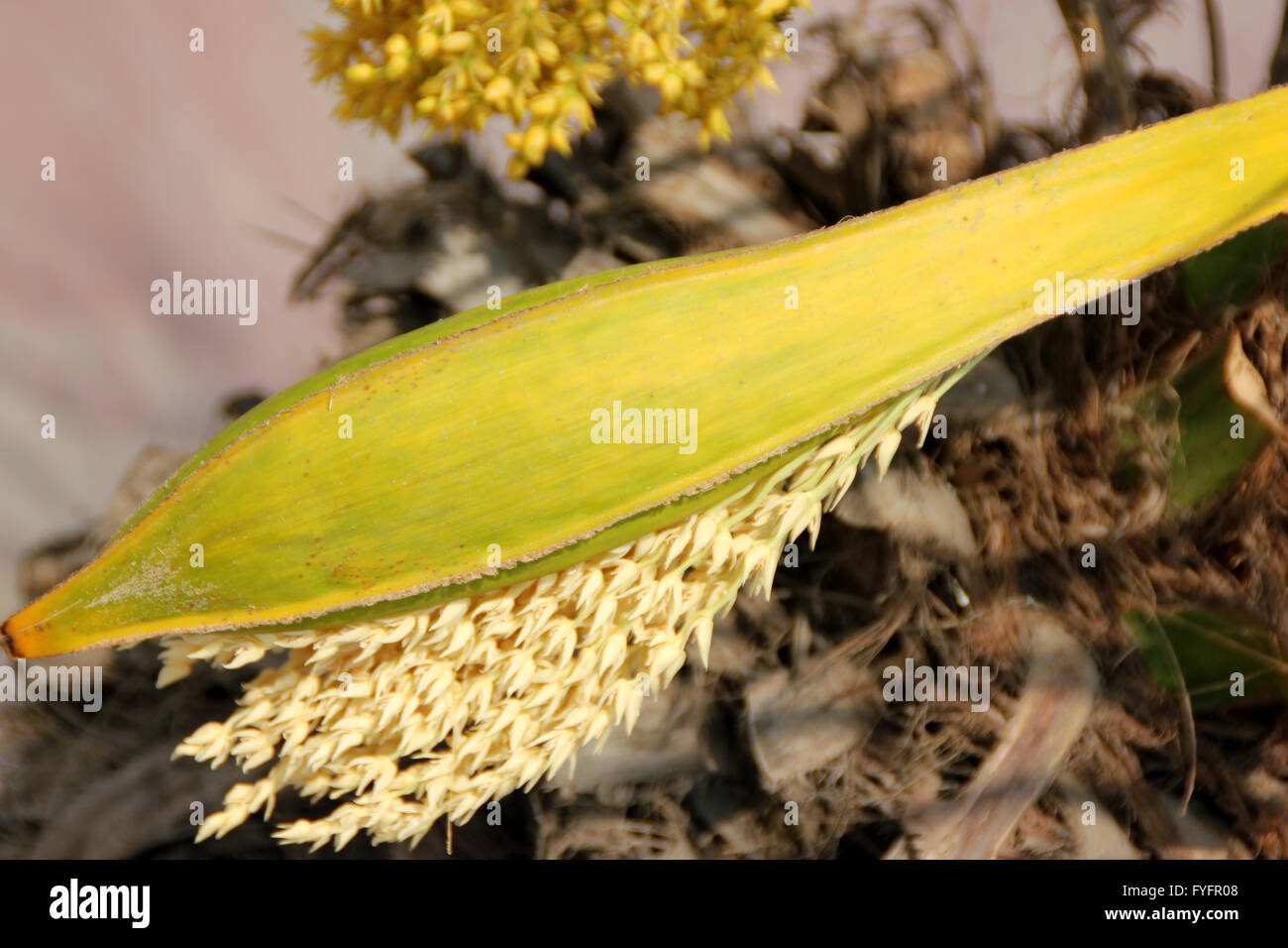 Phoenix roebelenii, Pygmy date palm, small to medium sized slow growing ...