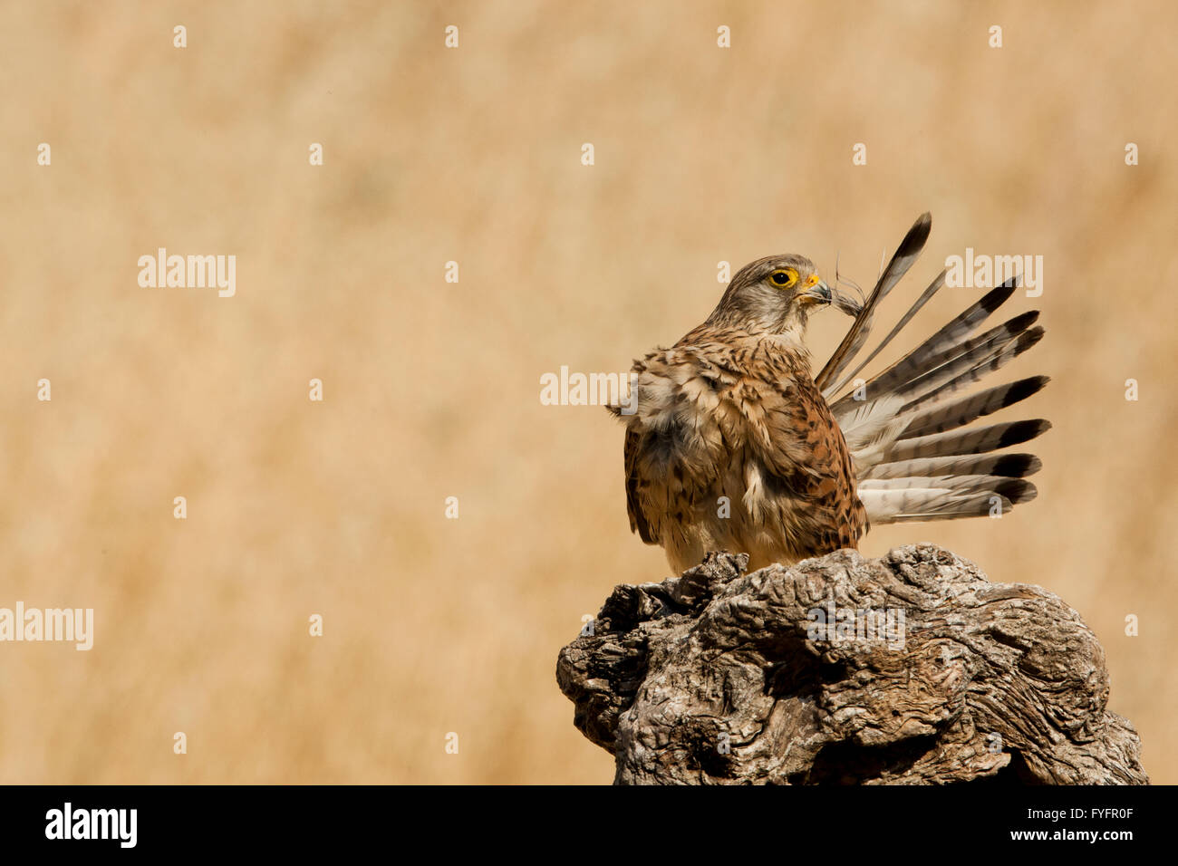 Common kestrel (Falco tinnunculus) female cleans its feathers. This ...