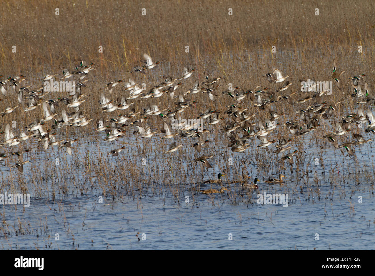 Dabbling duck hi-res stock photography and images - Alamy