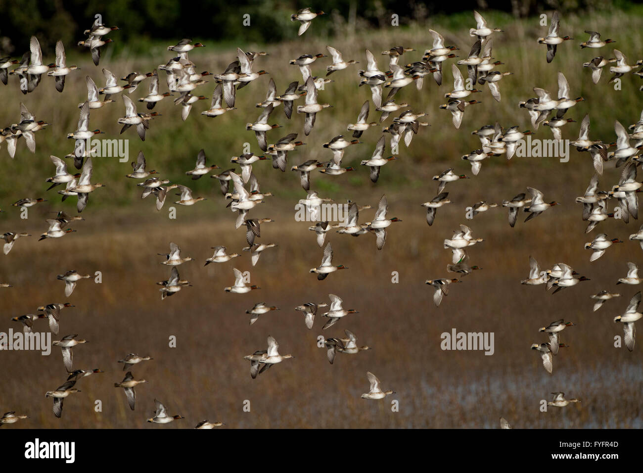 Dabbling duck hi-res stock photography and images - Alamy