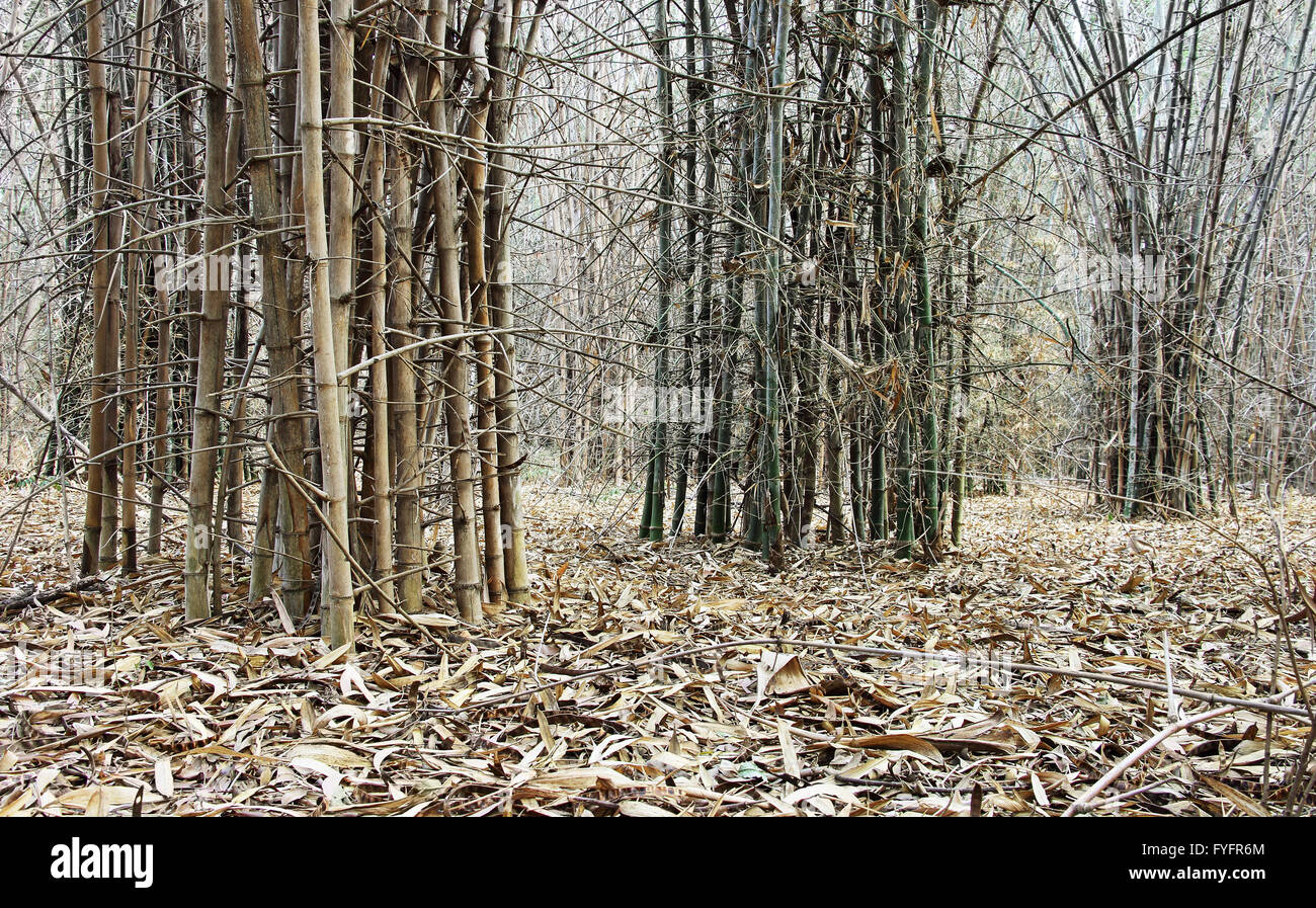 Tropical dry forest hi-res stock photography and images - Alamy