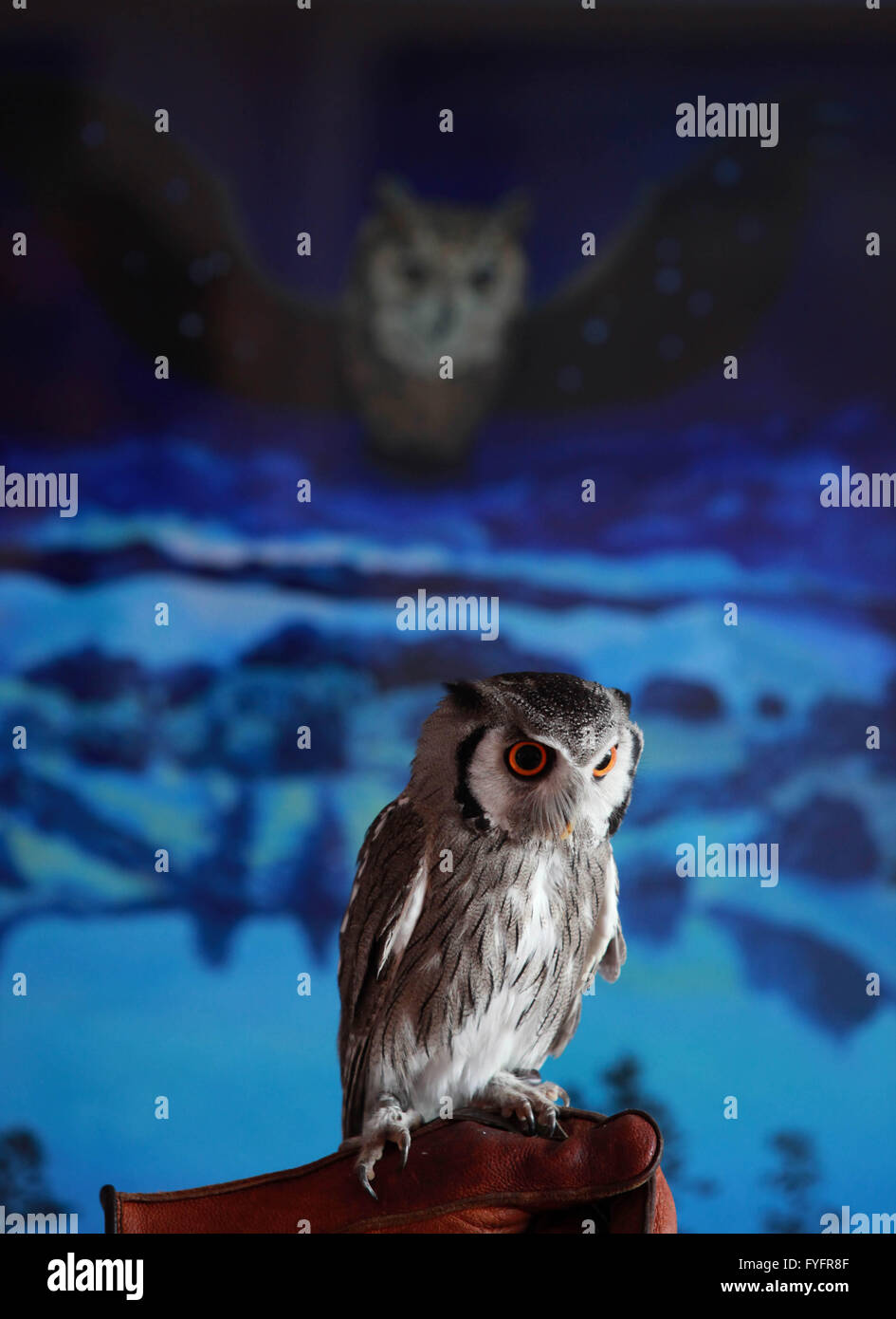 Elmo owl that normally live in Edinburgh Zoo visit the Axoloth Gallery ...