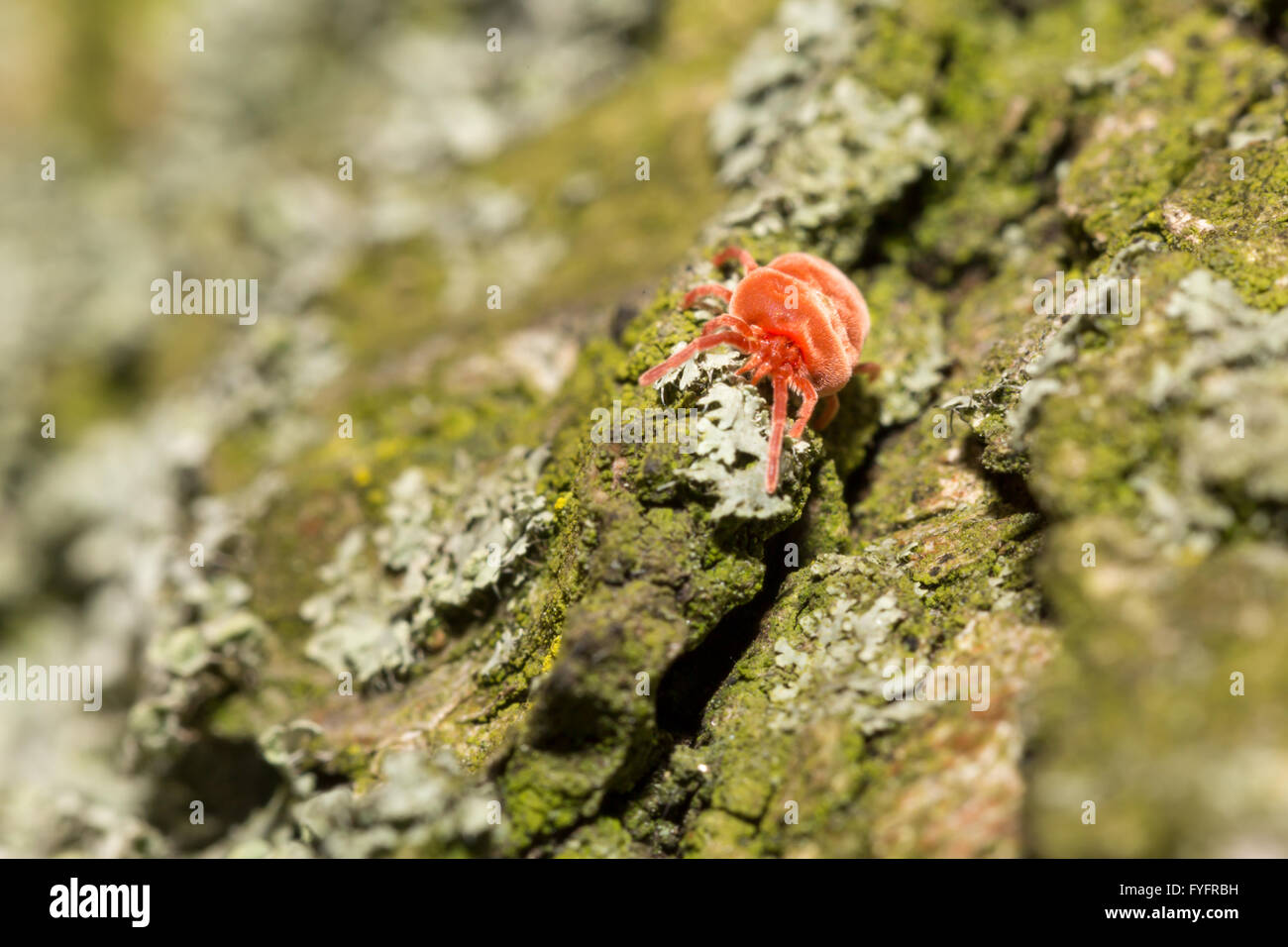 Red Velvet Mite High Resolution Stock Photography and Images - Alamy
