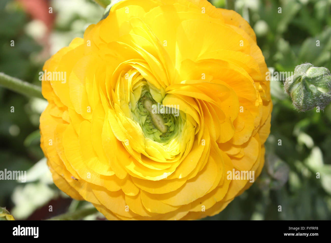 Ranunculus asiaticus, Persian buttercup, family Ranunculaceae, popular ...