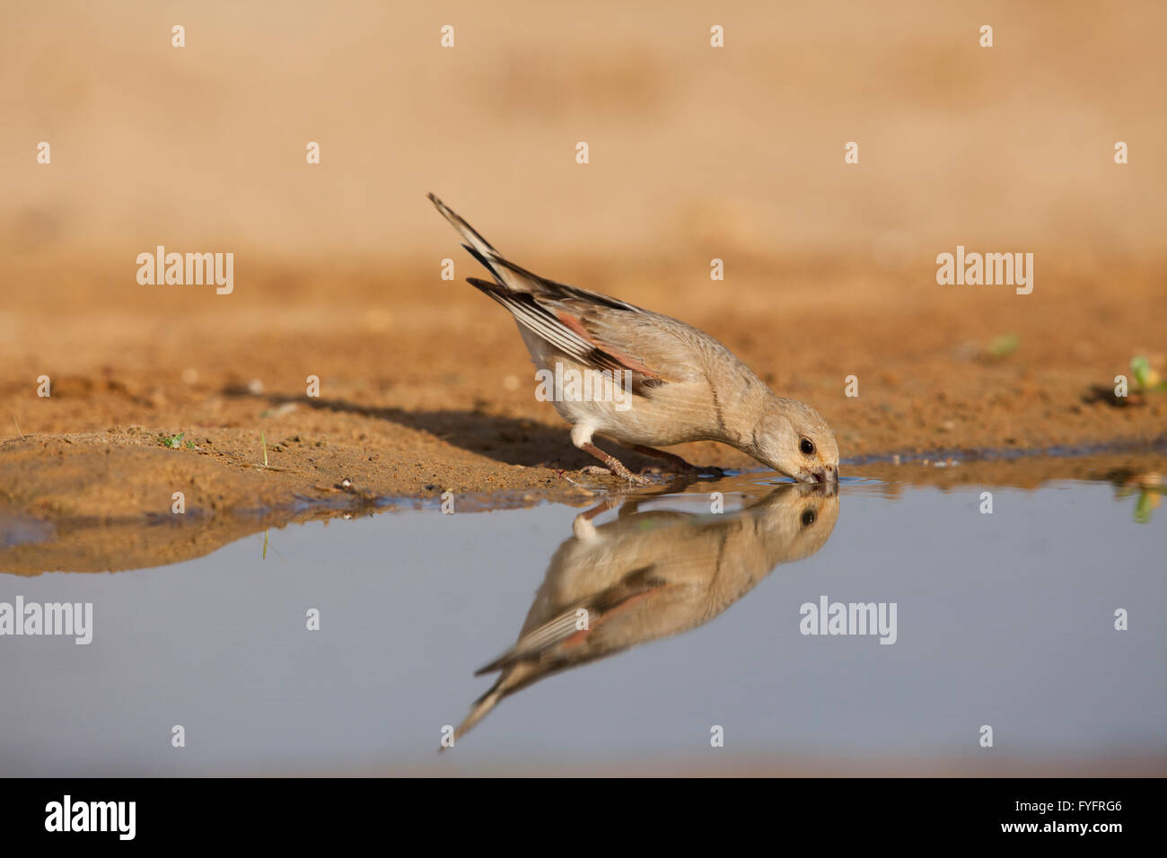 Desert Finch (Carduelis obsoleta) near a puddle of water in the Negev ...