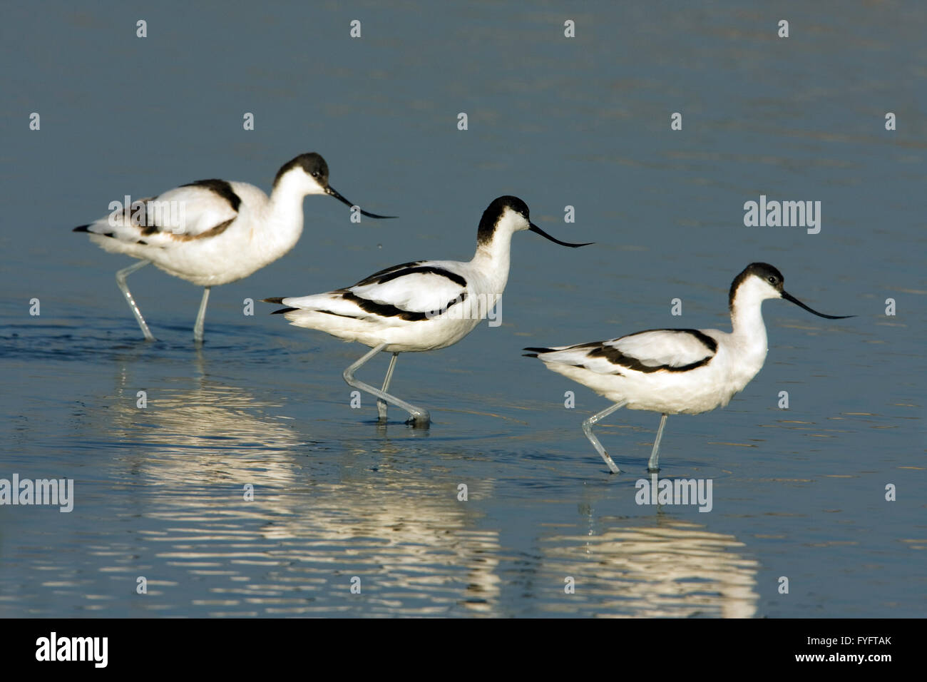 Pied Avocet (Recurvirostra avosetta) in the water, north Israel Stock ...