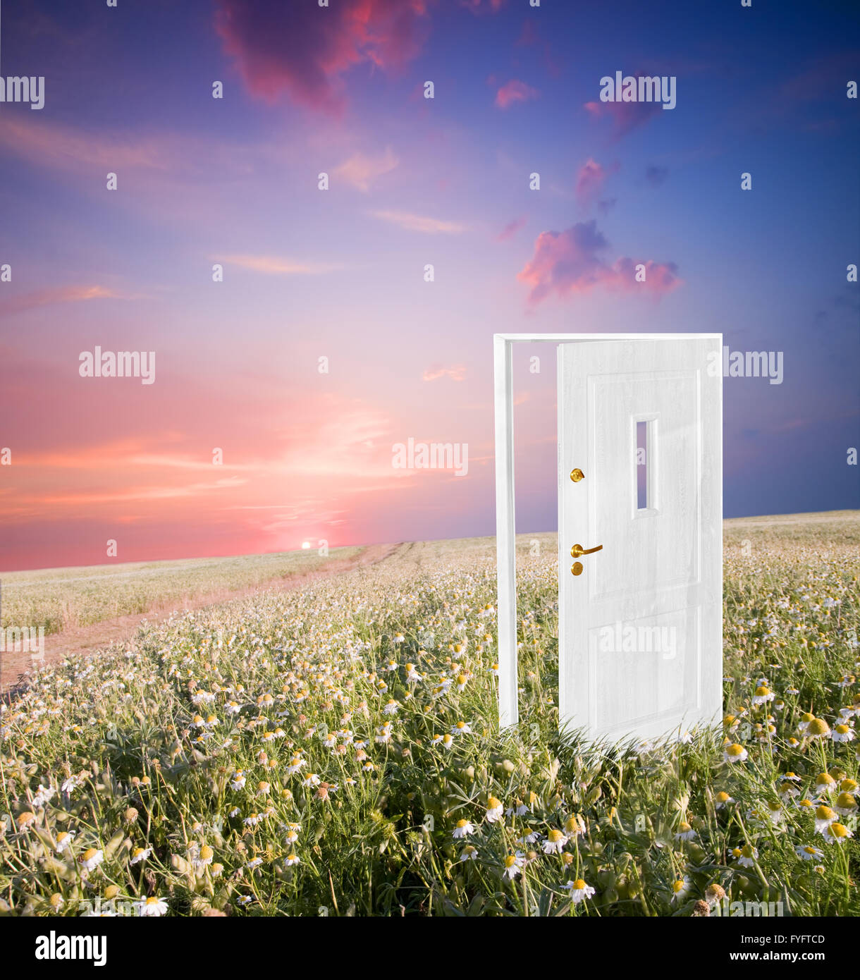 Open field flower hi-res stock photography and images - Alamy