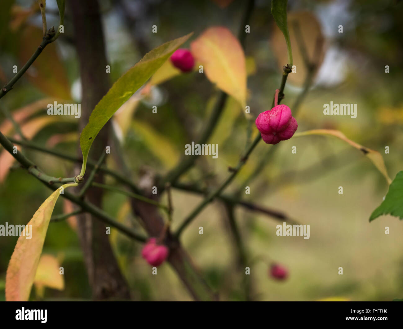 Euonymus Spindle Tree High Resolution Stock Photography and Images - Alamy