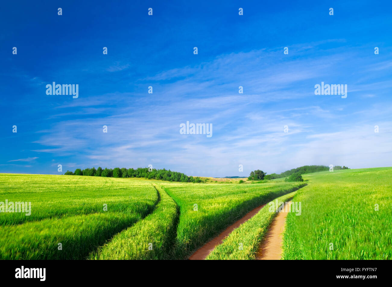 Summer landscape. Green field Stock Photo - Alamy