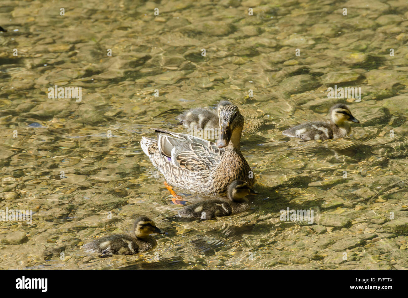 ROQUEFAVOUR, CANE COLVERT ET CANETONS, AQUEDUC, BDR FRANCE 13 Stock ...
