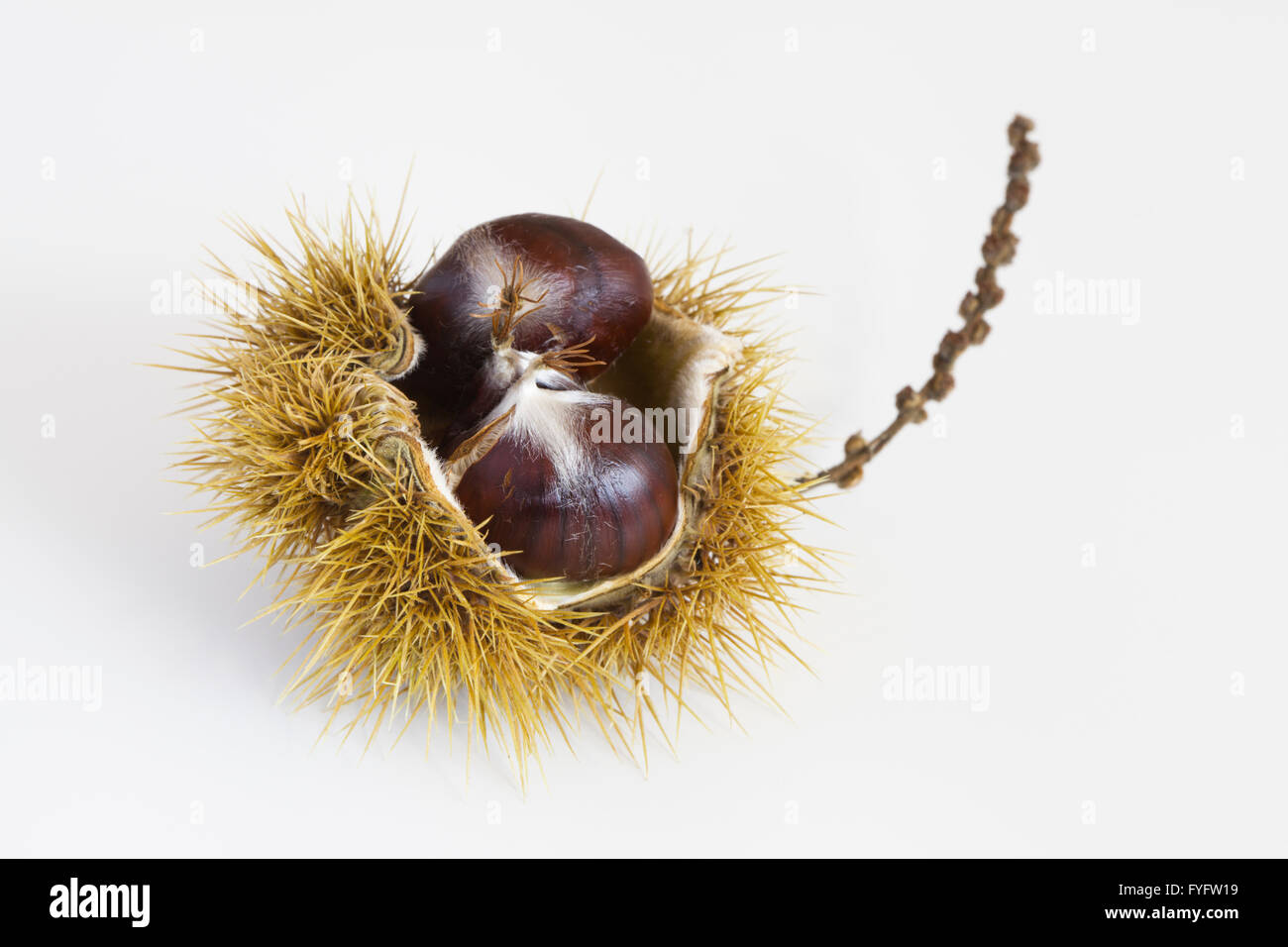 Sweet Chestnuts in their shell on a white background Stock Photo - Alamy