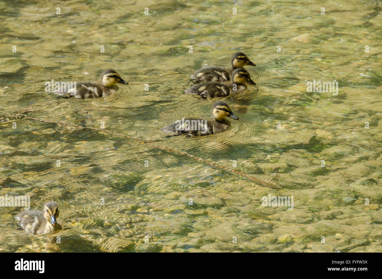 ROQUEFAVOUR, CANE COLVERT ET CANETONS, AQUEDUC, BDR FRANCE 13 Stock ...