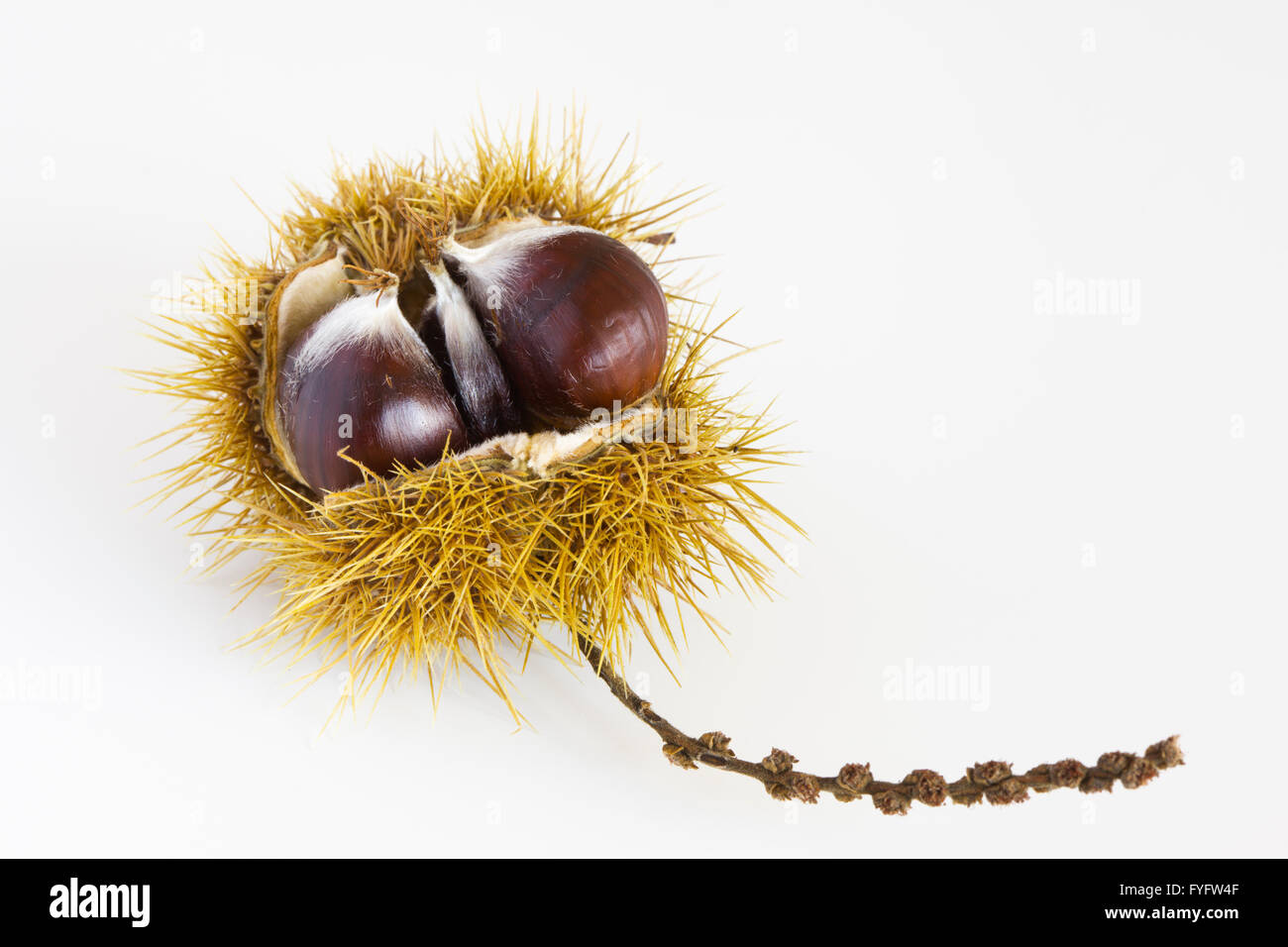 Sweet chestnuts in their shell on a white background Stock Photo - Alamy