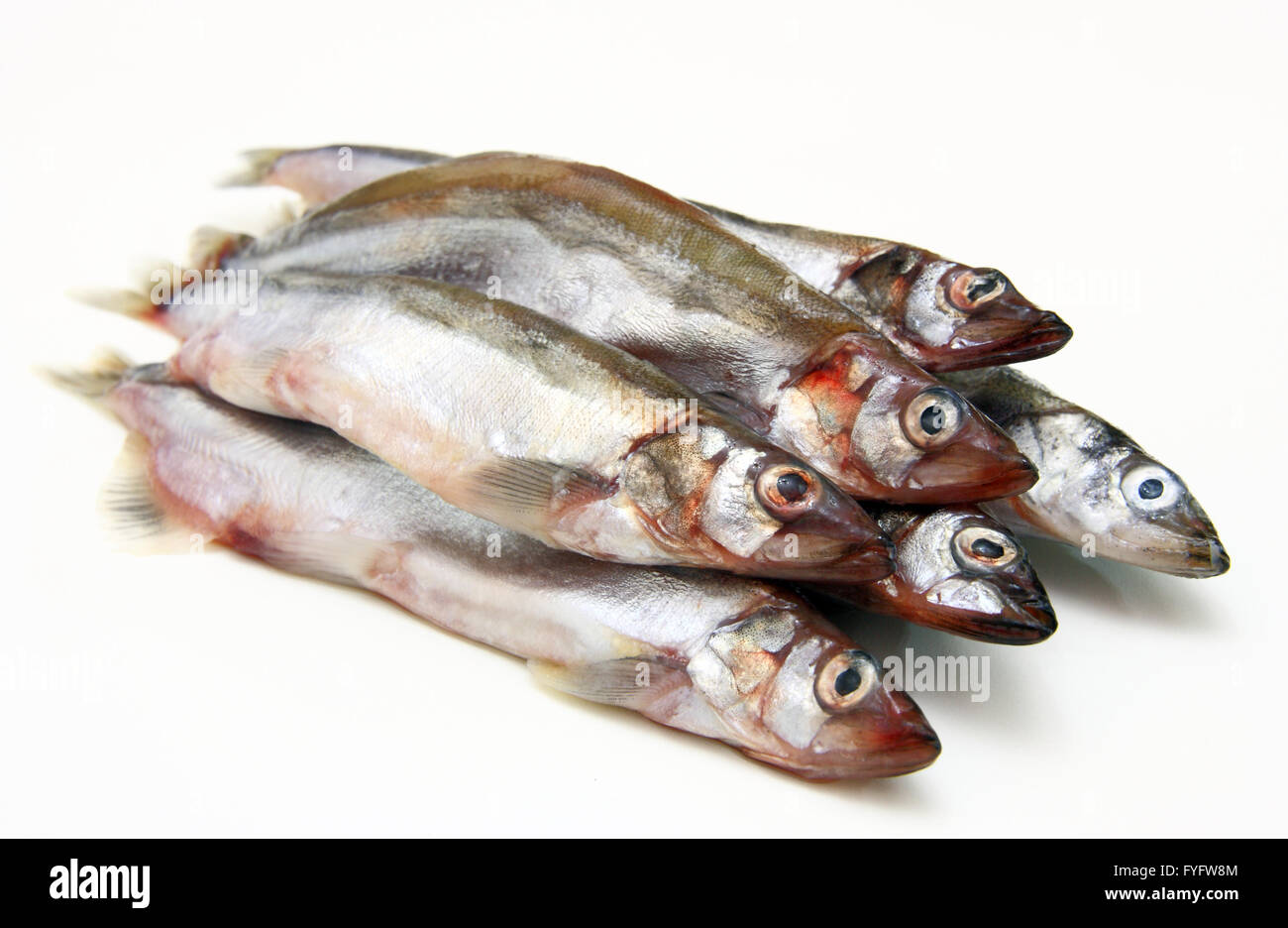 Capelin fish isolated on the white background Stock Photo - Alamy