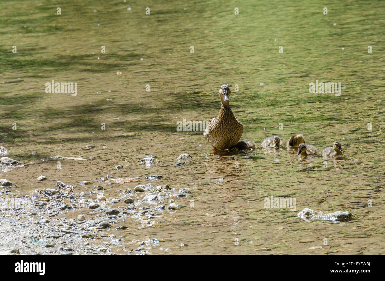 ROQUEFAVOUR, CANE COLVERT ET CANETONS, AQUEDUC, BDR FRANCE 13 Stock ...